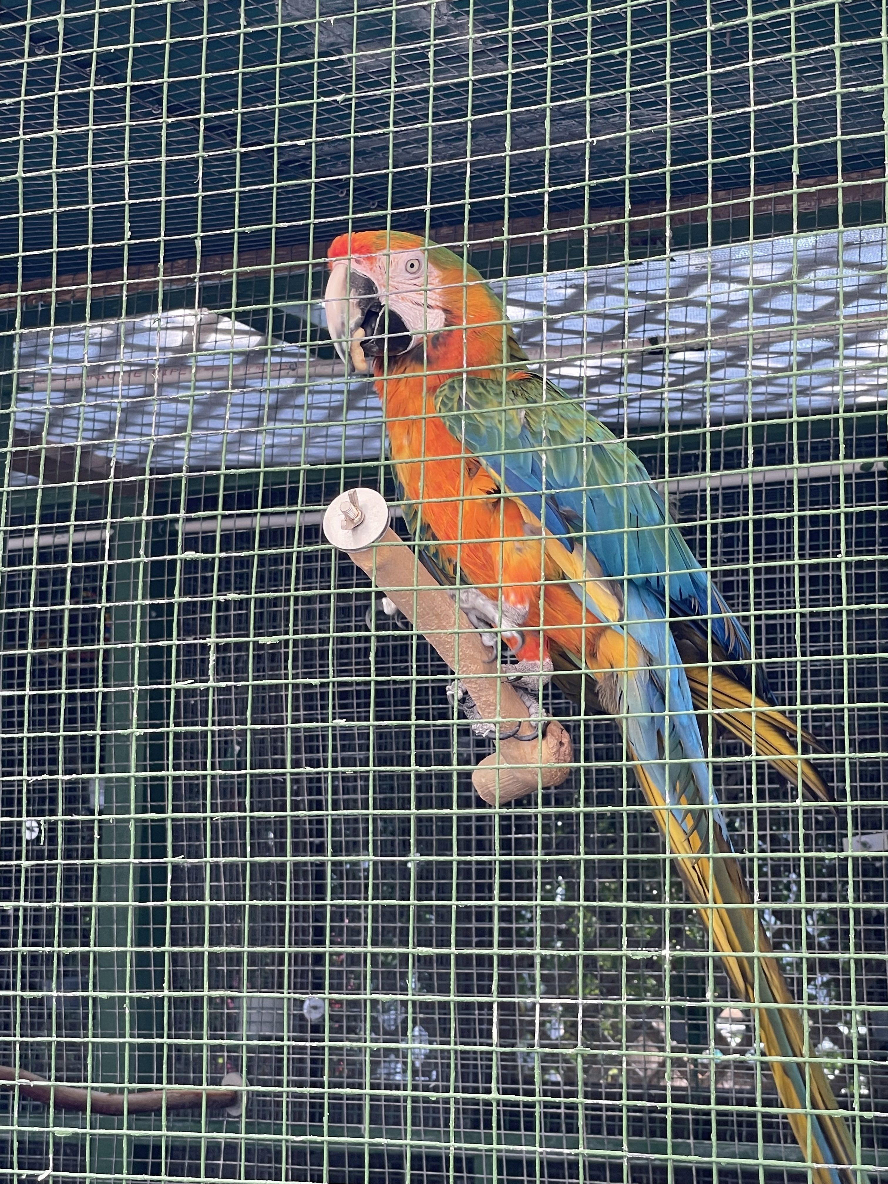 'Celebrity' duck's wild rescue saves Vegas sanctuary - Upworthy