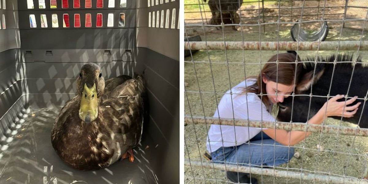 'Celebrity' duck's wild rescue saves Vegas sanctuary - Upworthy
