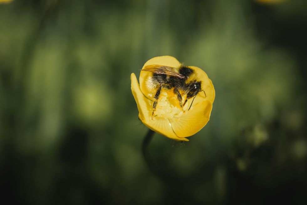 Check Out Some Of The Many Bee Pollen Benefits - xoNecole