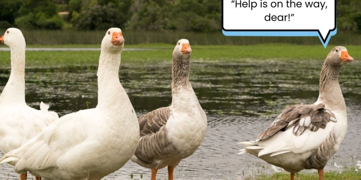 A gaggle of geese run to save woman after she falls - Upworthy