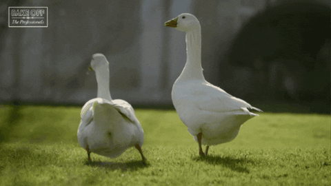 A gaggle of geese run to save woman after she falls - Upworthy