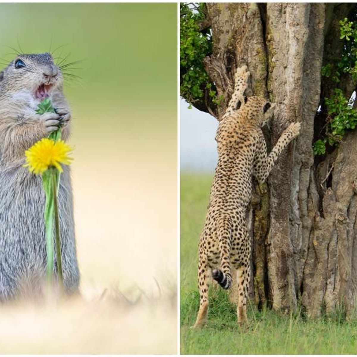 funny animal pictures 2024