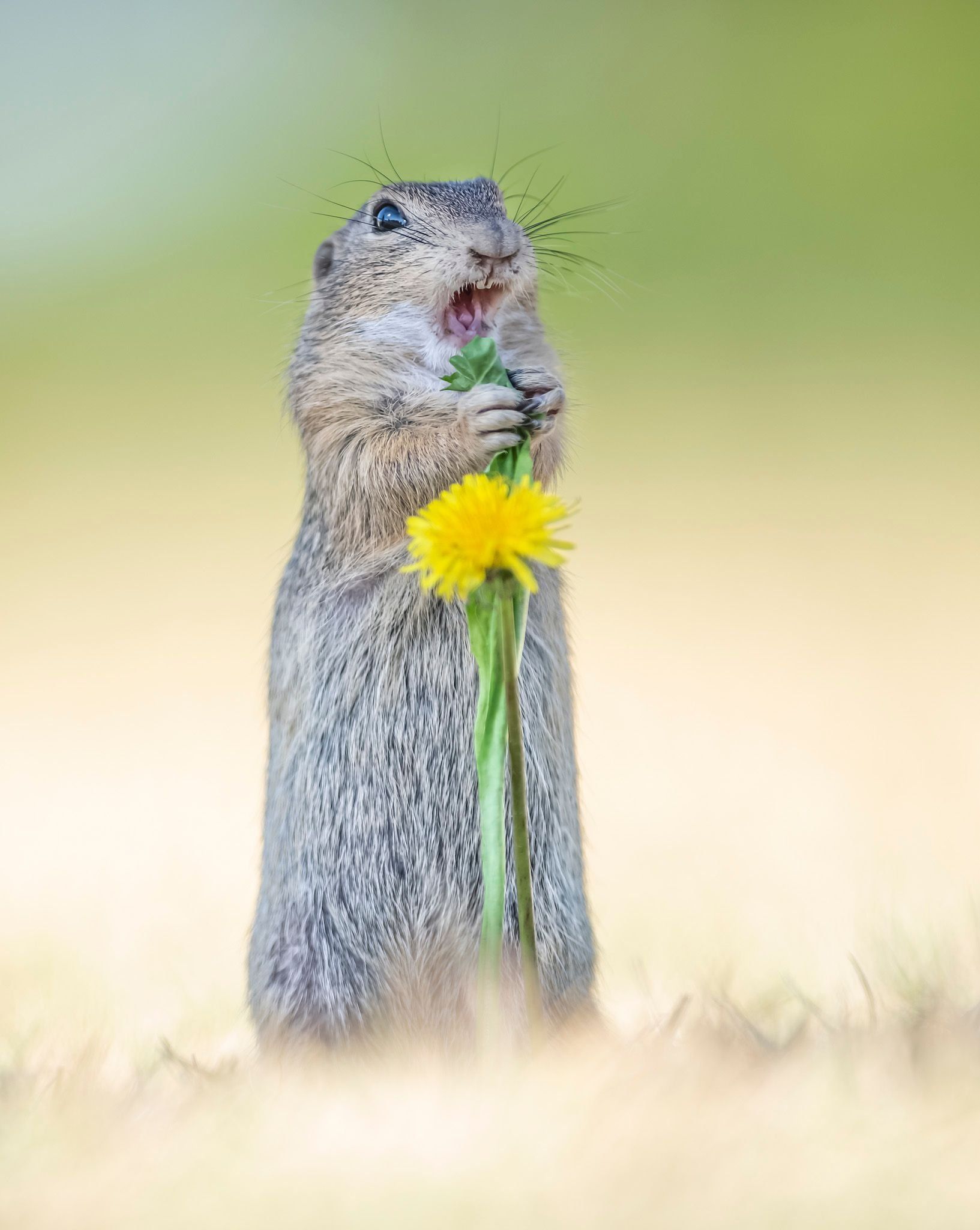 18 of the funniest finalists from the 2024 Comedy Wildlife Photography Awards - Upworthy