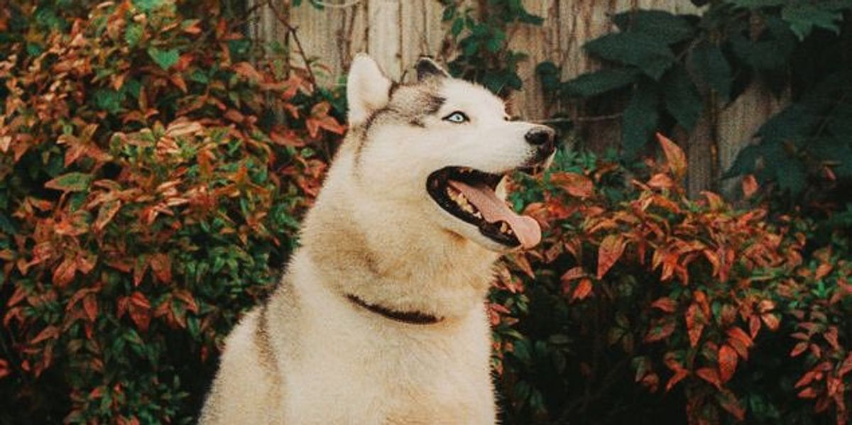 Making Pet Care Part of Our Culture: How MAYA is Turning Dog Wellness ...