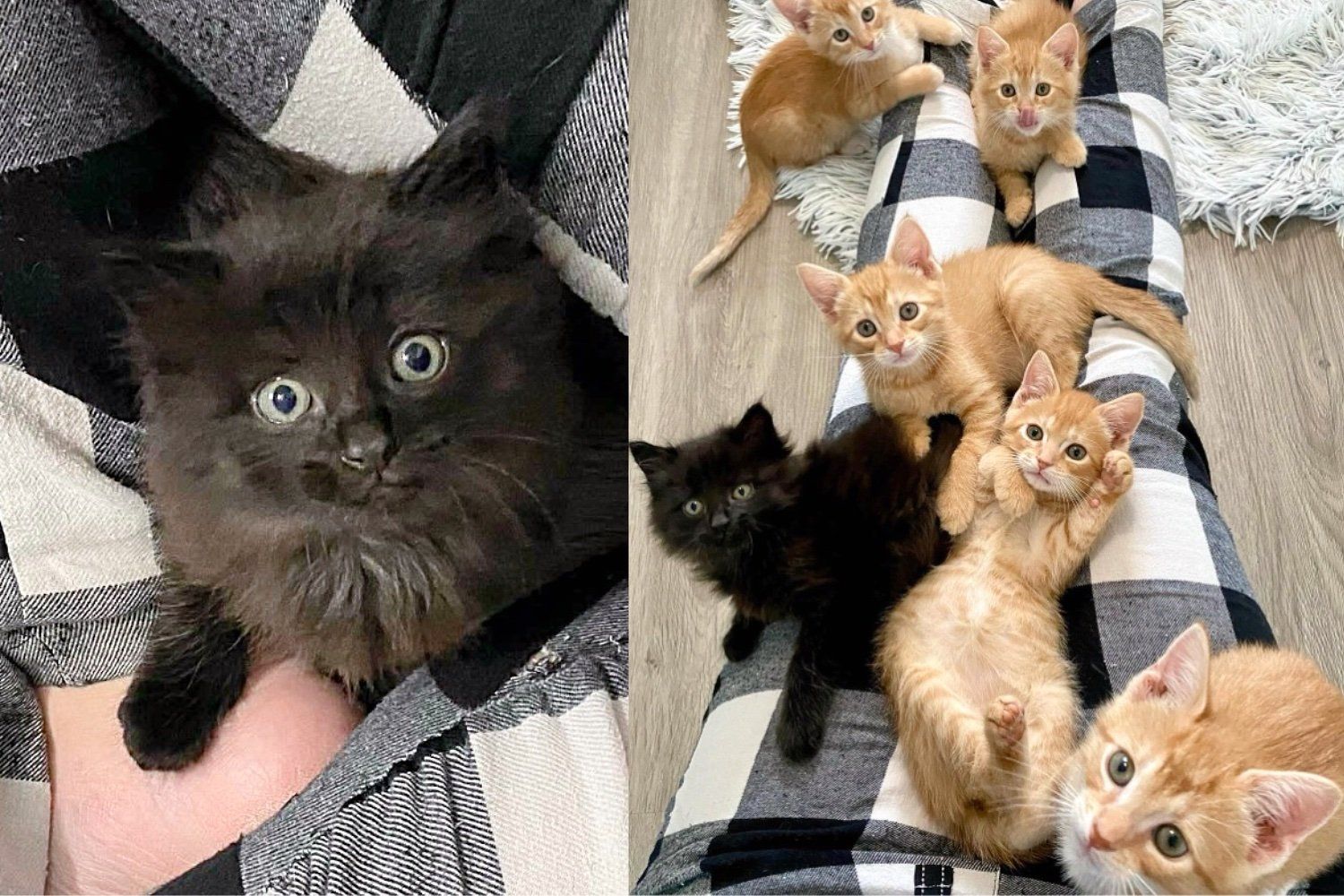 They Put a Kitten Found in Engine Compartment with Crew of Orange Cats ...