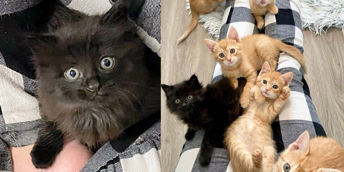 They Put a Kitten Found in Engine Compartment with Crew of Orange Cats ...