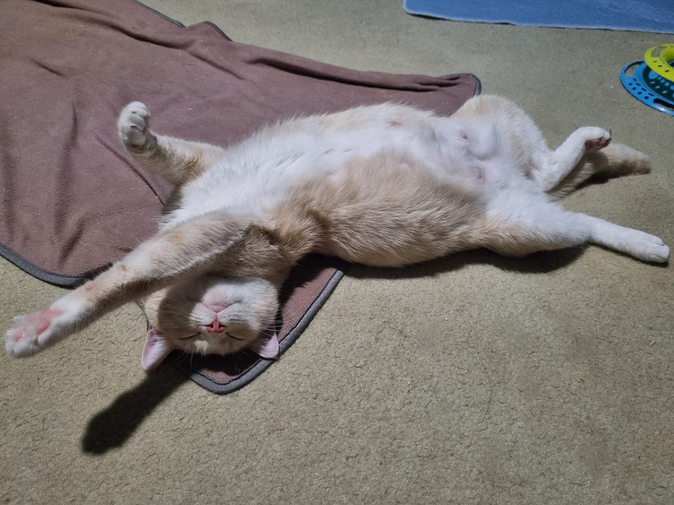 Stray Cat Picks the Right Home for a Meal, Later They Discover She Has ...
