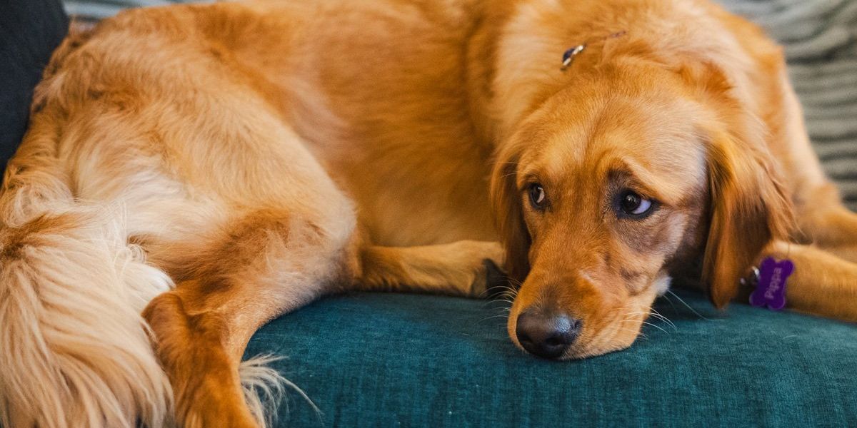 Meet Pippa, the therapy dog changing lives at a Michigan high school ...