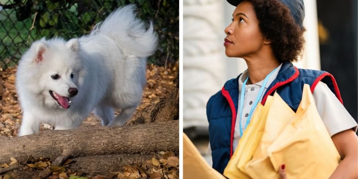 Mail carrier writes song to dog owners that don't leash their dogs ...