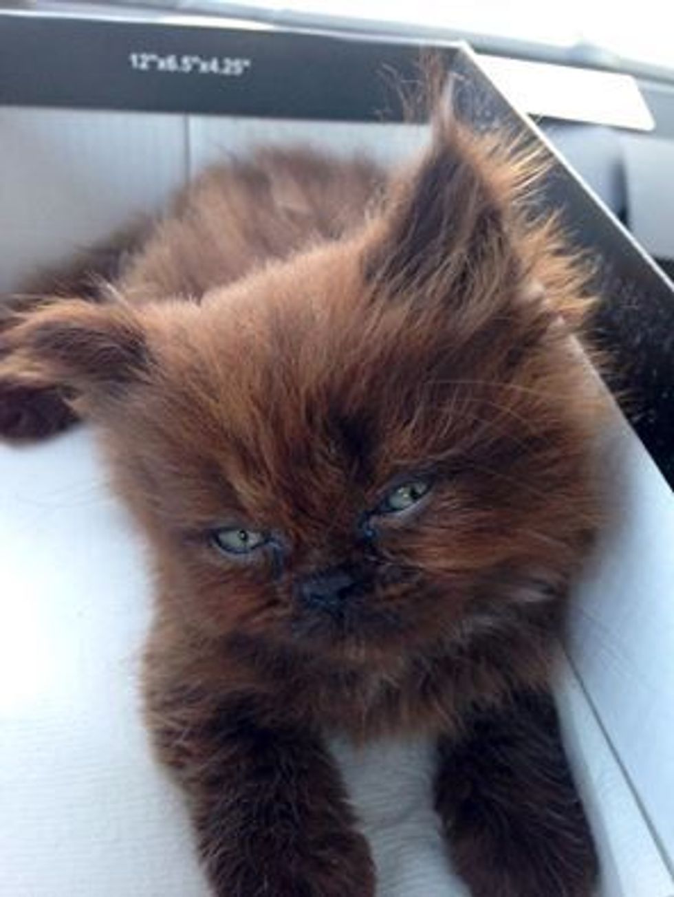 Tiny Runt Blossoms into Magnificently Floofy Cat - Love Meow Tiny Runt Blossoms into Magnificently Floofy Cat - Love Meow