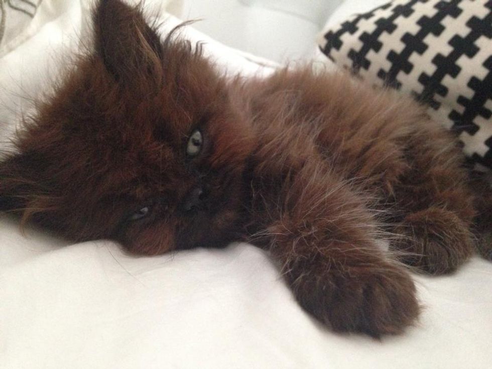 Tiny Runt Blossoms into Magnificently Floofy Cat - Love Meow Tiny Runt Blossoms into Magnificently Floofy Cat - Love Meow