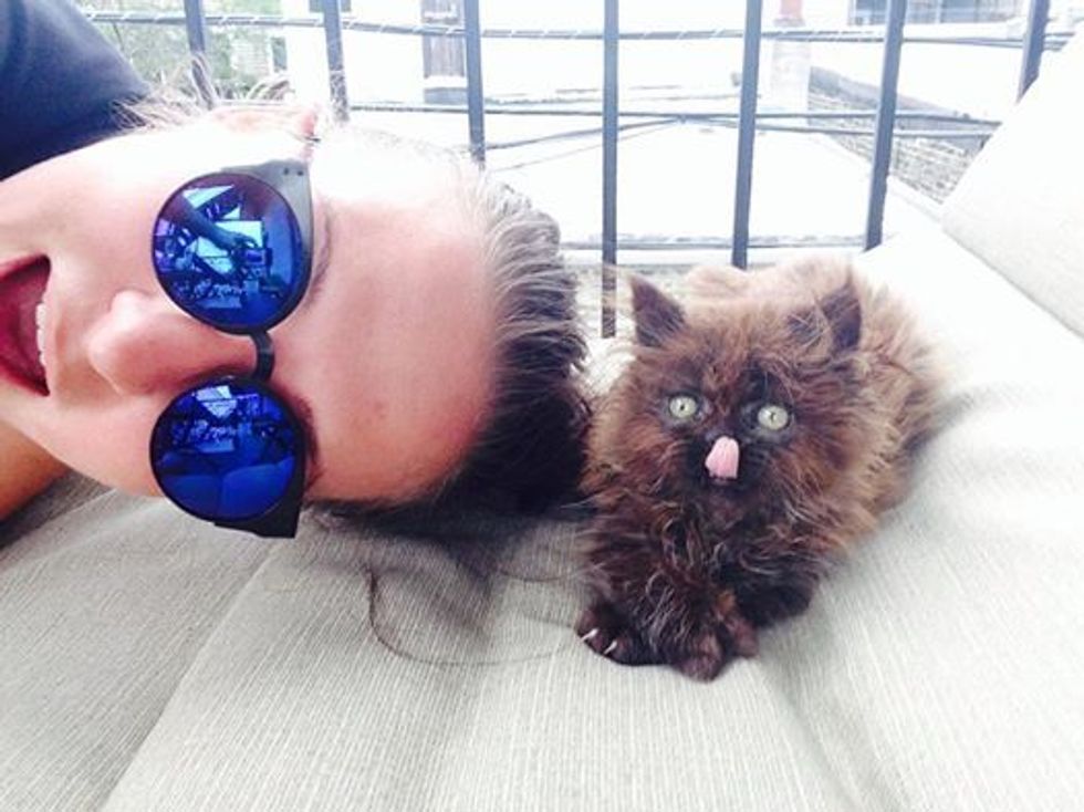 Tiny Runt Blossoms into Magnificently Floofy Cat - Love Meow Tiny Runt Blossoms into Magnificently Floofy Cat - Love Meow