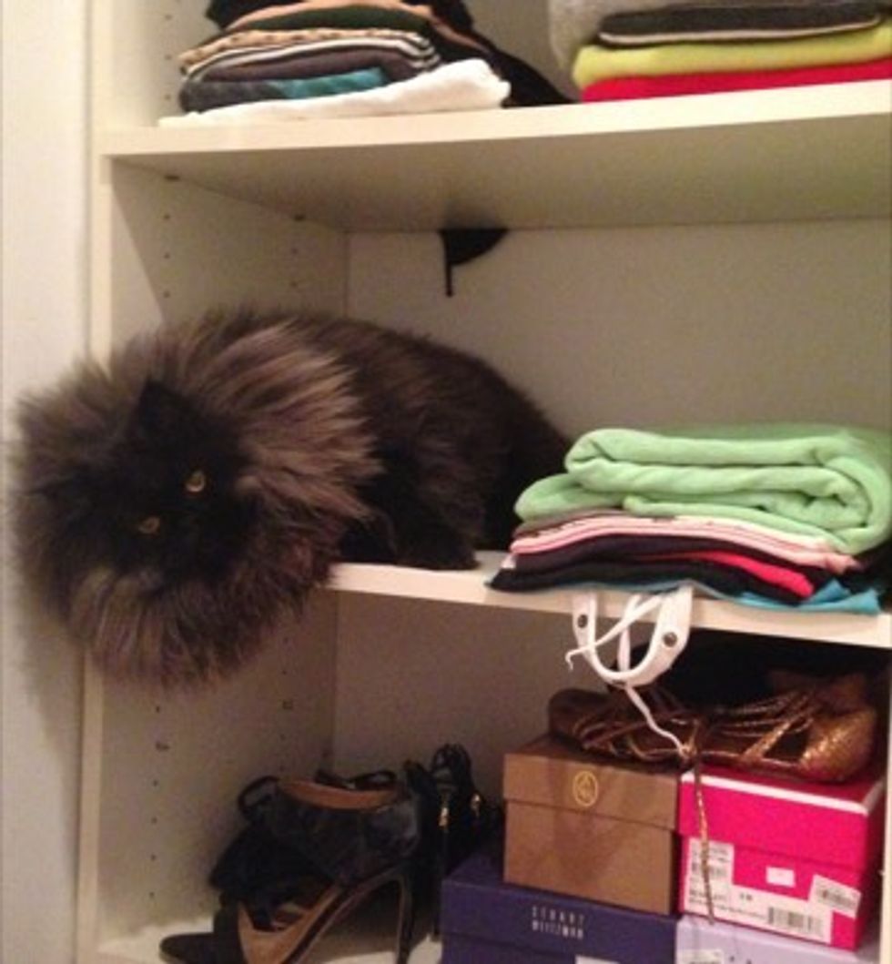 Tiny Runt Blossoms into Magnificently Floofy Cat - Love Meow Tiny Runt Blossoms into Magnificently Floofy Cat - Love Meow