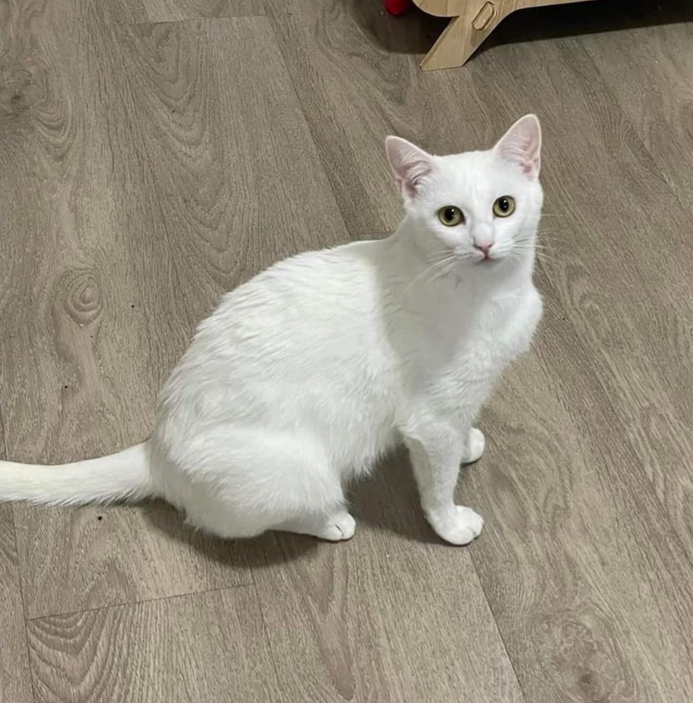 They Take in an 'Unwanted' Cat and Not Only Uplift Her Life but Also Bring Hope to Four Kittens ...