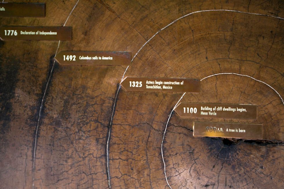 Into the Forest: Celebrate Earth Day Among the Ancient Trees of Muir ...