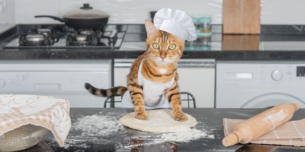 Why do cats 'make biscuits'? 6 reasons cats knead. - Upworthy