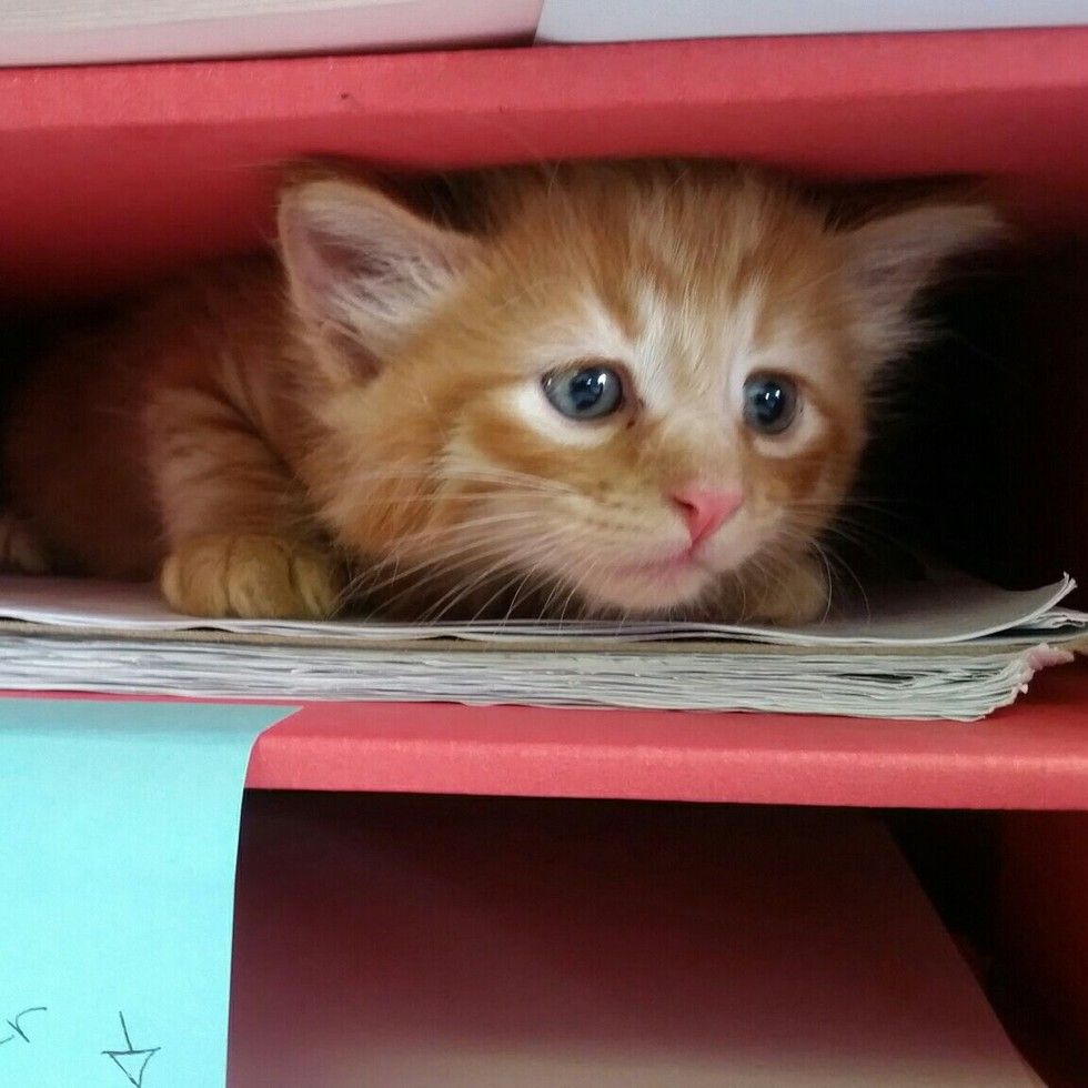 Four Rescue Ginger Brothers, Three Born without a Tail - Love Meow