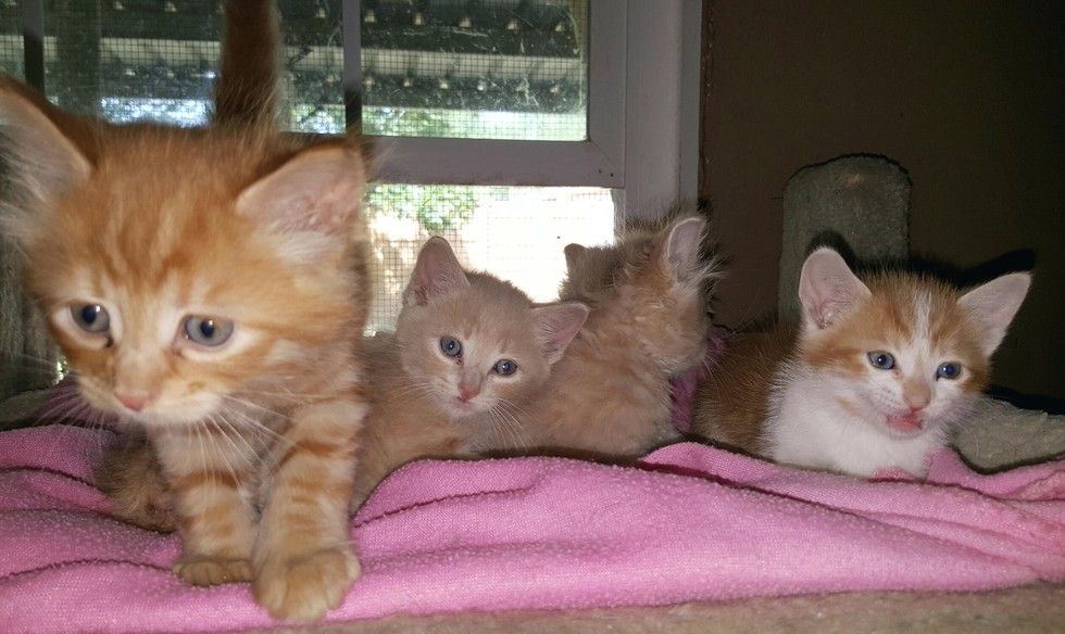 Four Rescue Ginger Brothers, Three Born without a Tail - Love Meow