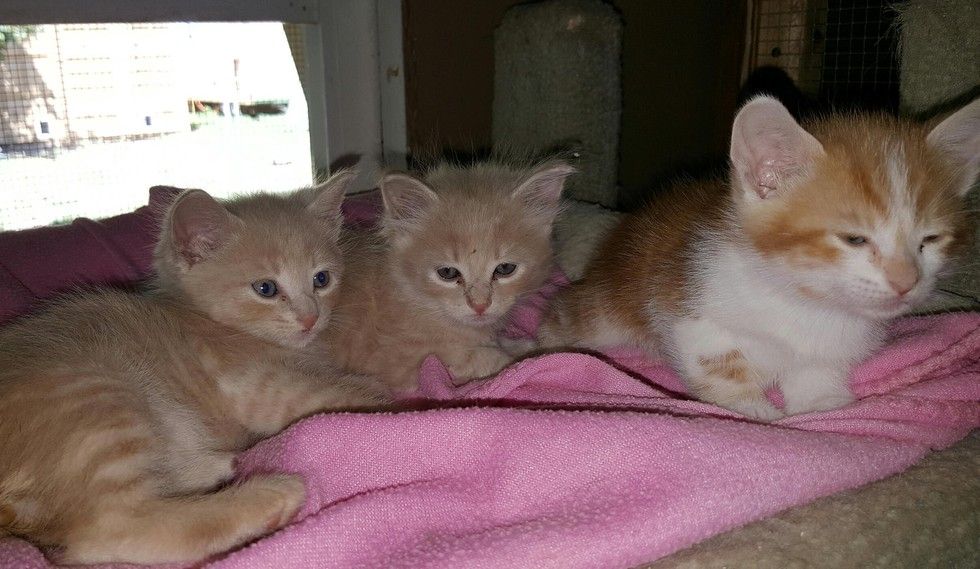 Four Rescue Ginger Brothers, Three Born without a Tail - Love Meow