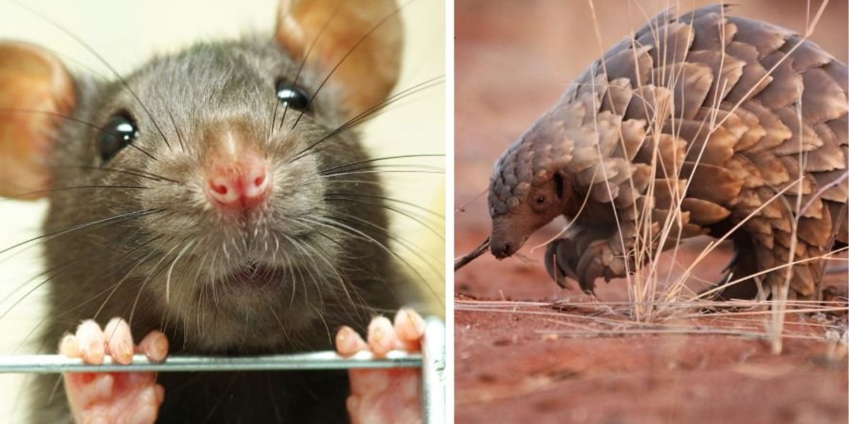 Giant detective rats are helping catch exotic animal traffickers - Upworthy