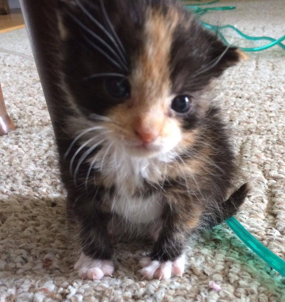 Orphaned Kitten Saved by Cancer Survivor, Returns the Favor by Rescuing ...