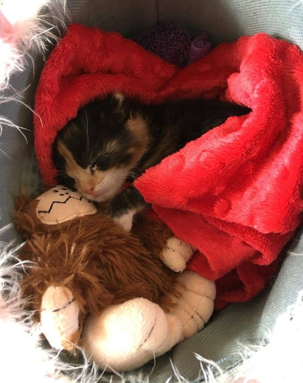 Orphaned Kitten Saved by Cancer Survivor, Returns the Favor by Rescuing ...