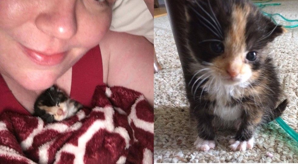 Orphaned Kitten Saved by Cancer Survivor, Returns the Favor by Rescuing ...