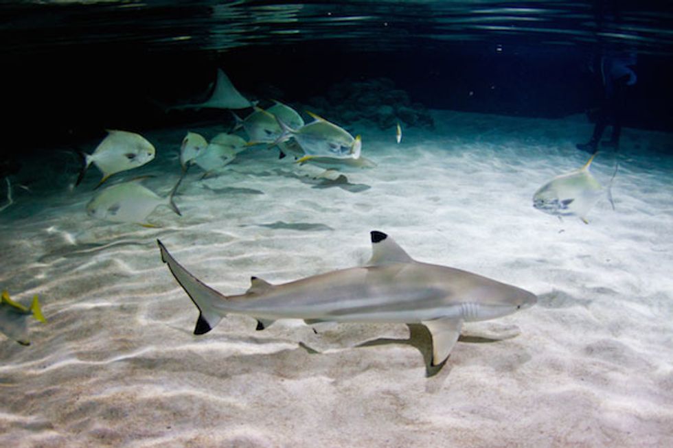 Watch Cal Academy's Live Shark Cam During Shark Week - 7x7 Bay Area
