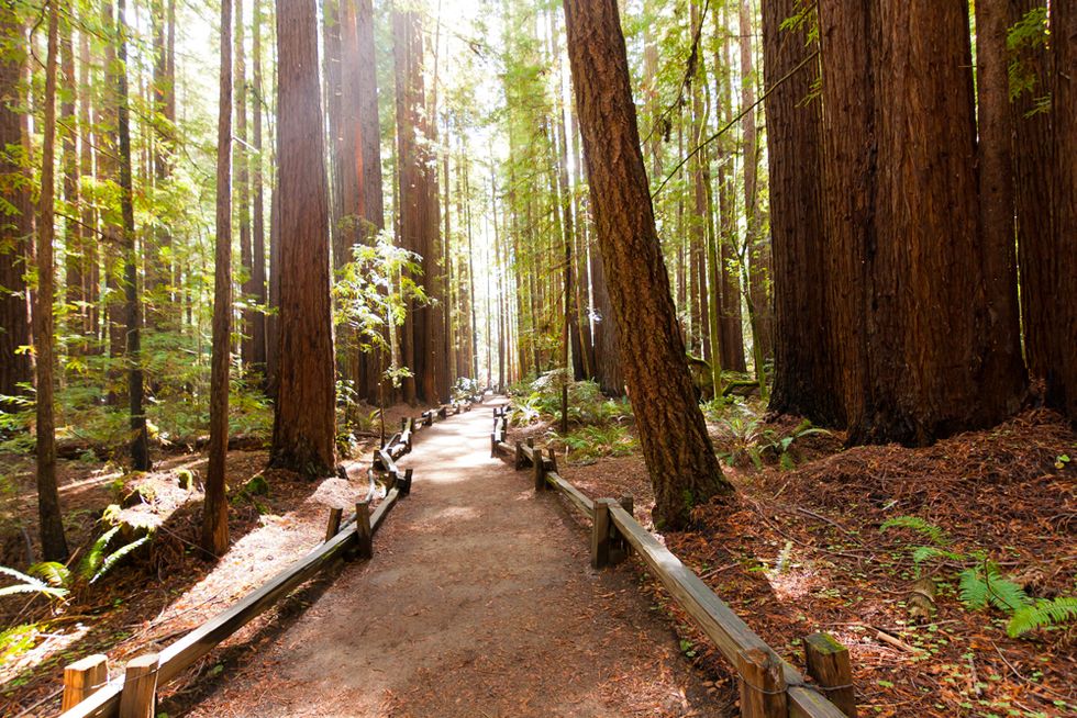 The Bay Area’s Best Redwood Hikes - 7x7 Bay Area
