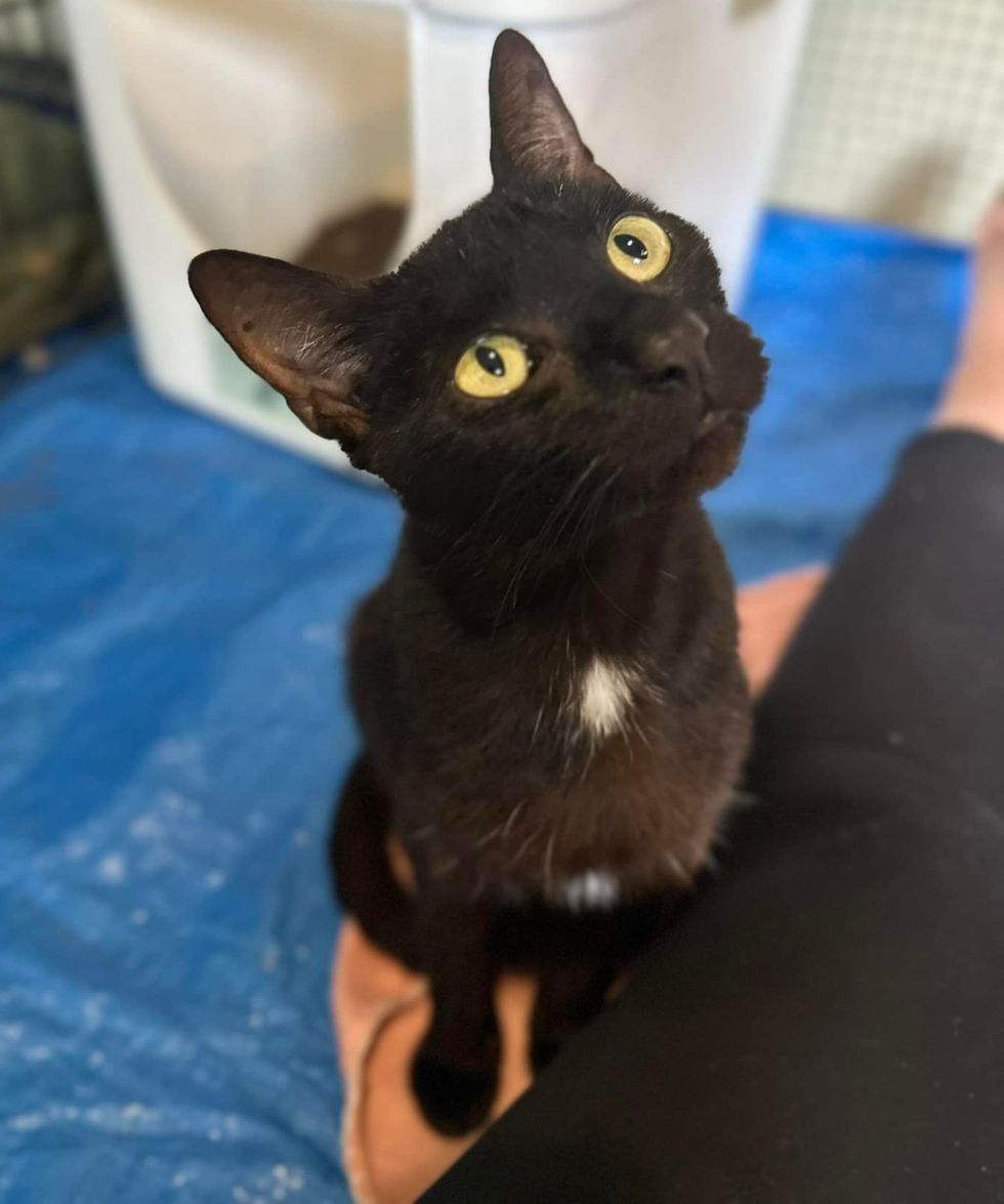 Cat Found by Passerby Who Couldn't Leave Her Behind, They Ended Up ...