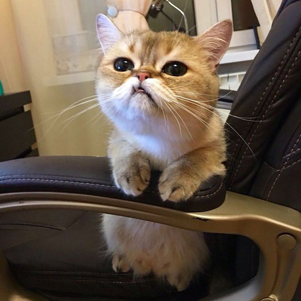 Cat Becomes Snaggletoothed As He Grows Up - Love Meow