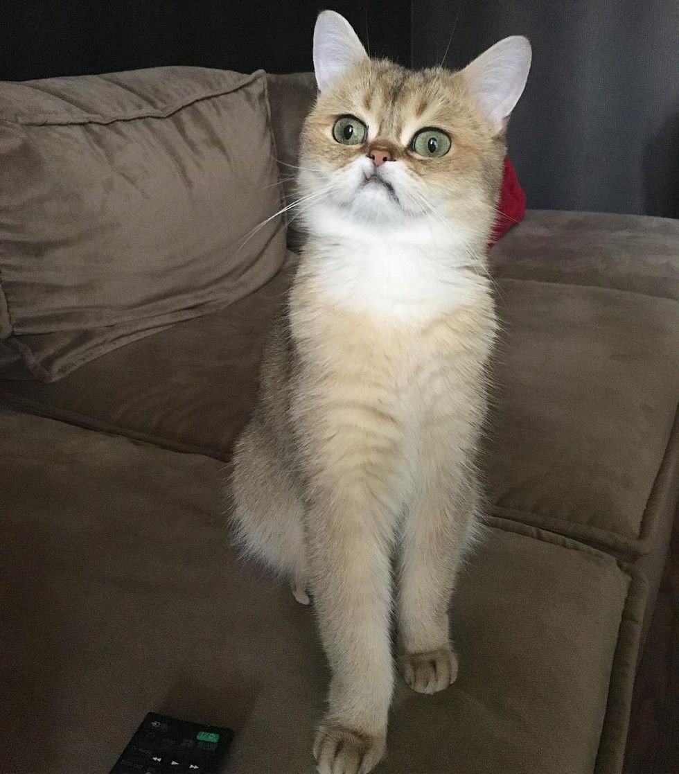 Cat Becomes Snaggletoothed As He Grows Up - Love Meow