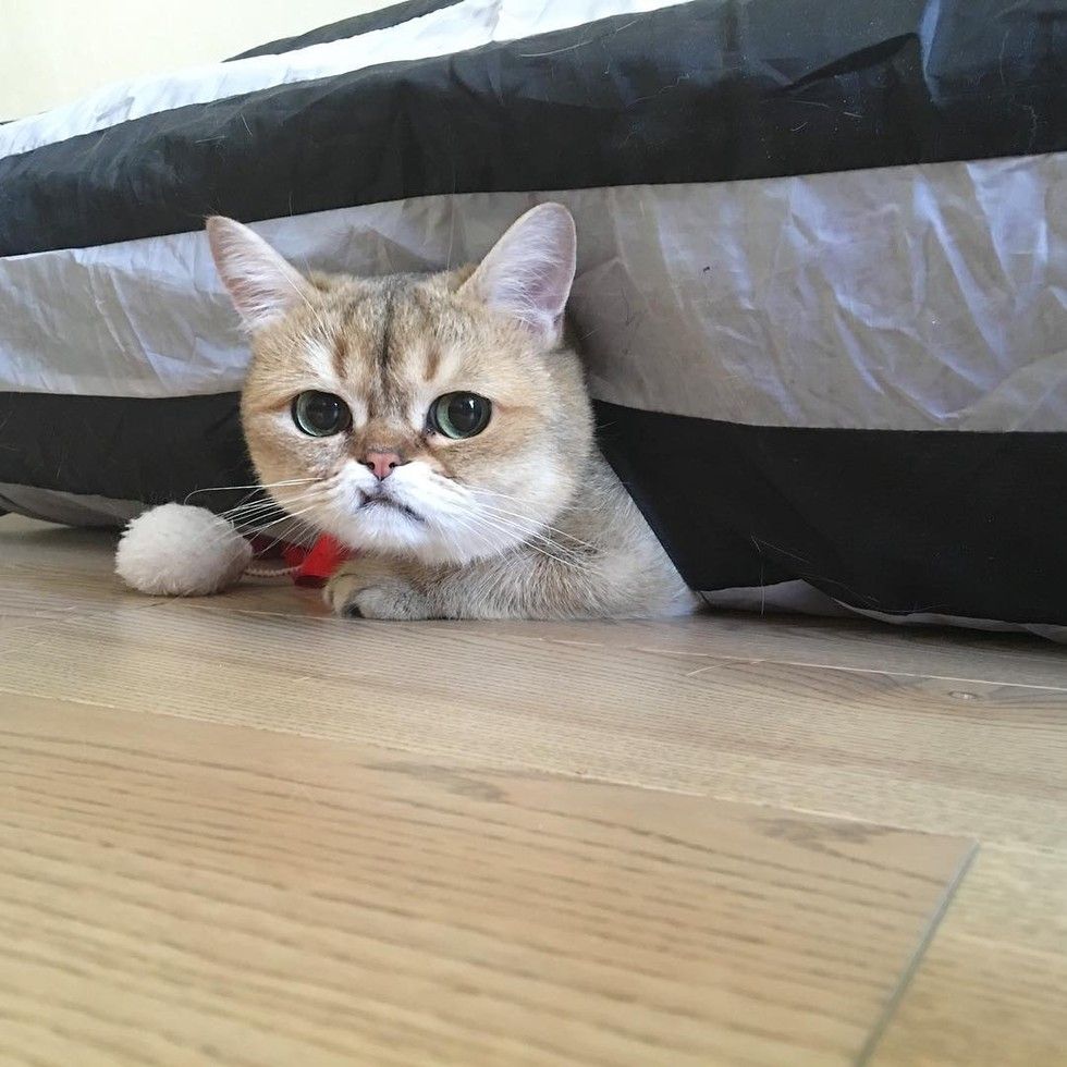Cat Becomes Snaggletoothed As He Grows Up - Love Meow