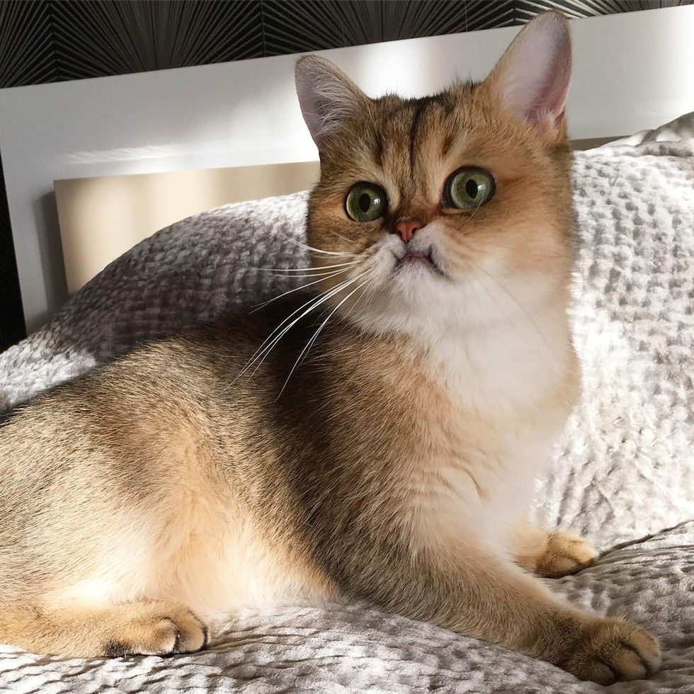 Cat Becomes Snaggletoothed As He Grows Up - Love Meow