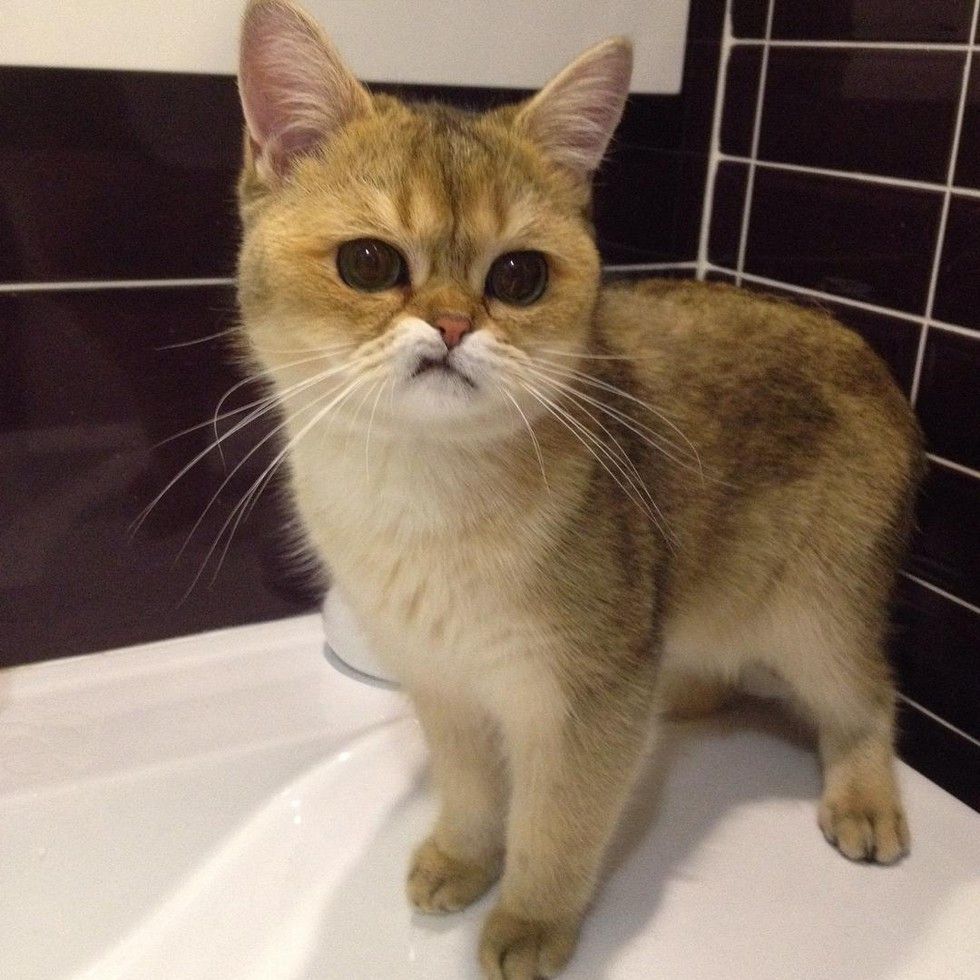 Cat Becomes Snaggletoothed As He Grows Up - Love Meow