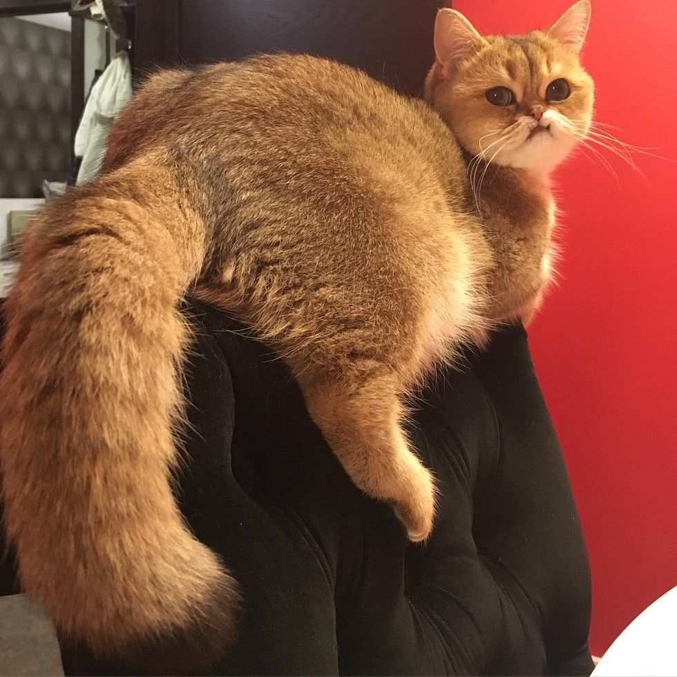 Cat Becomes Snaggletoothed As He Grows Up - Love Meow