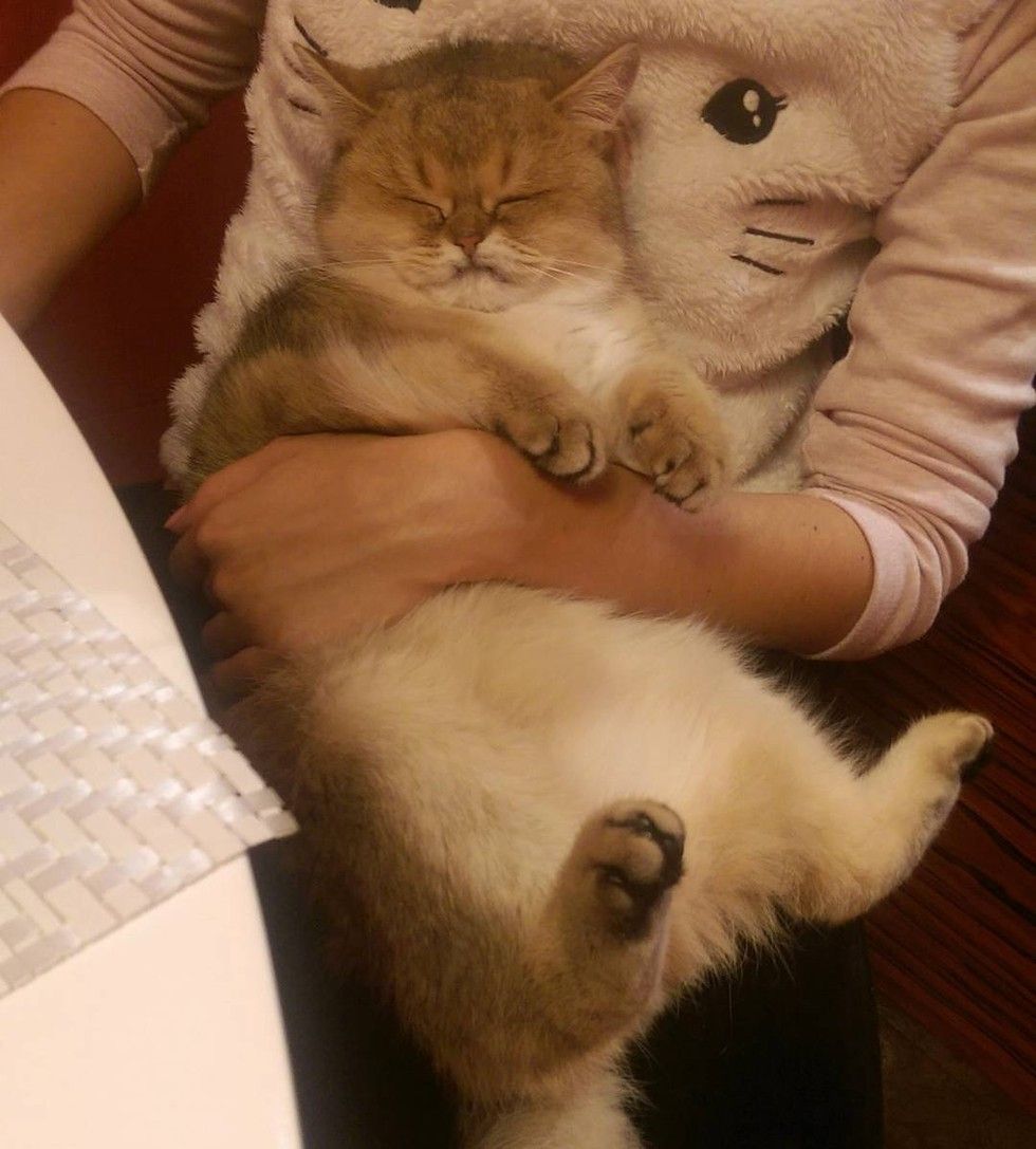 Cat Becomes Snaggletoothed As He Grows Up - Love Meow