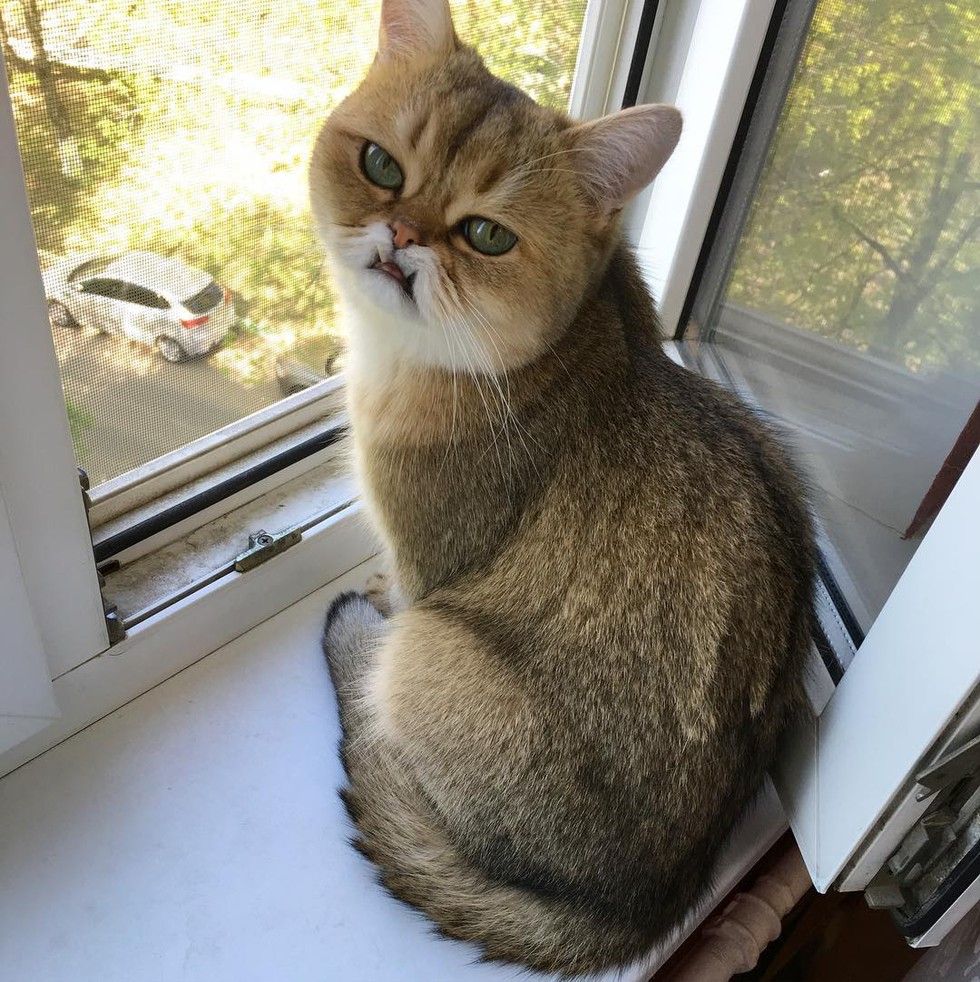 Cat Becomes Snaggletoothed As He Grows Up - Love Meow