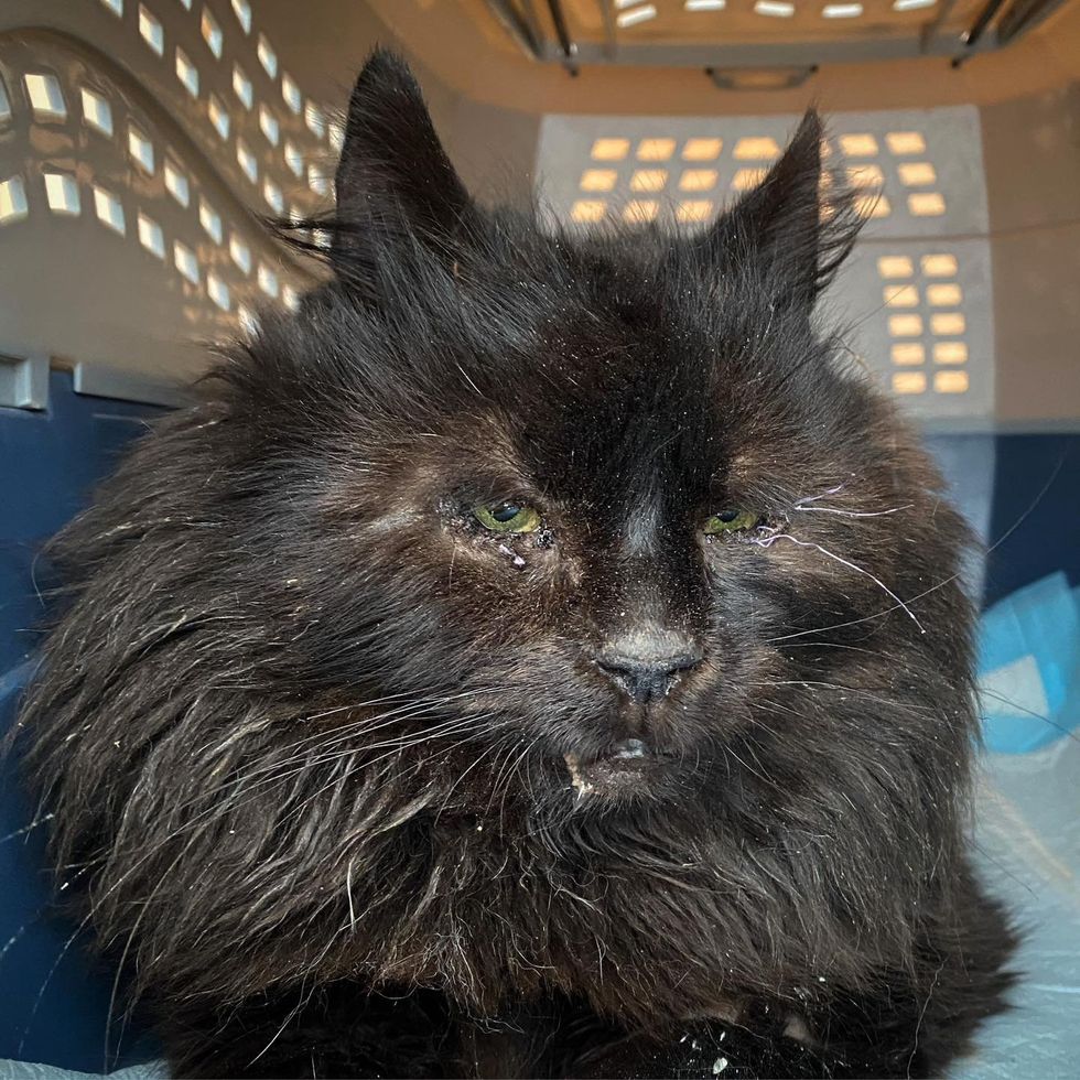 Cat Shows Joy for the First Time When He Experiences Kindness After ...