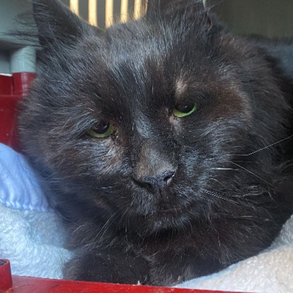 Cat Shows Joy for the First Time When He Experiences Kindness After ...