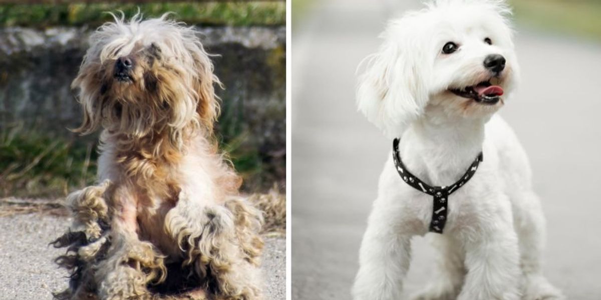 Abandoned dog unrecognizable after amazing rescue transformation - Upworthy