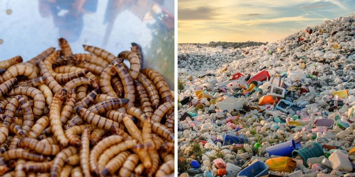 Scientists discover mealworm that eats plastic waste - Upworthy
