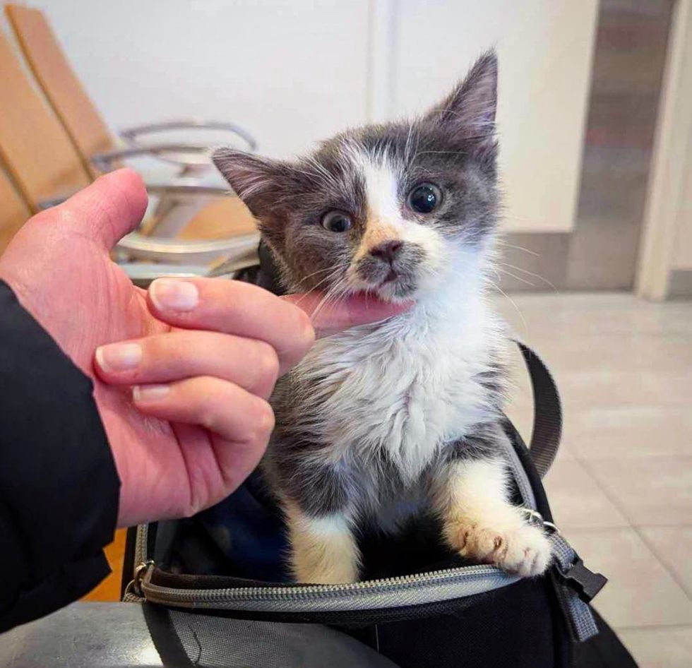 They Helped a Kitten Bounce Back from a Tough Start, Now He Thinks He ...