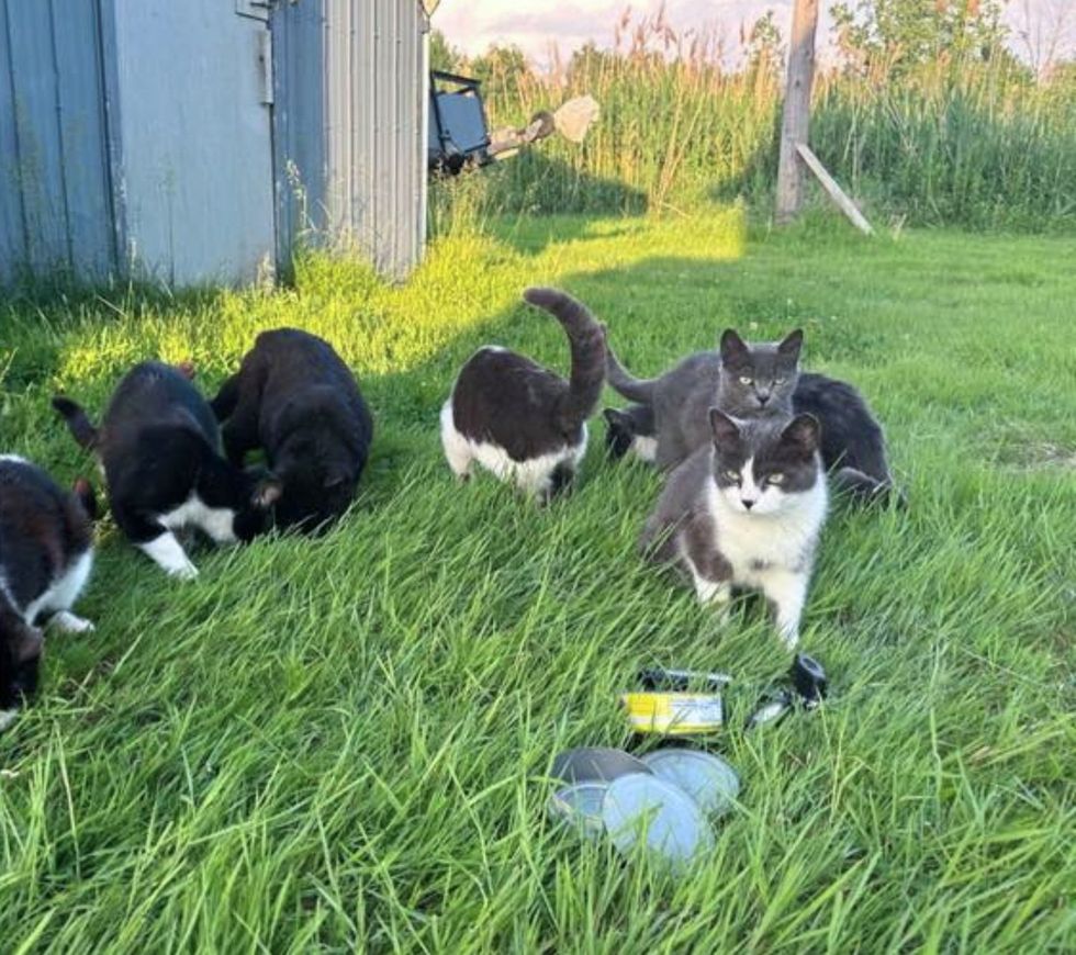 They Helped a Kitten Bounce Back from a Tough Start, Now He Thinks He ...