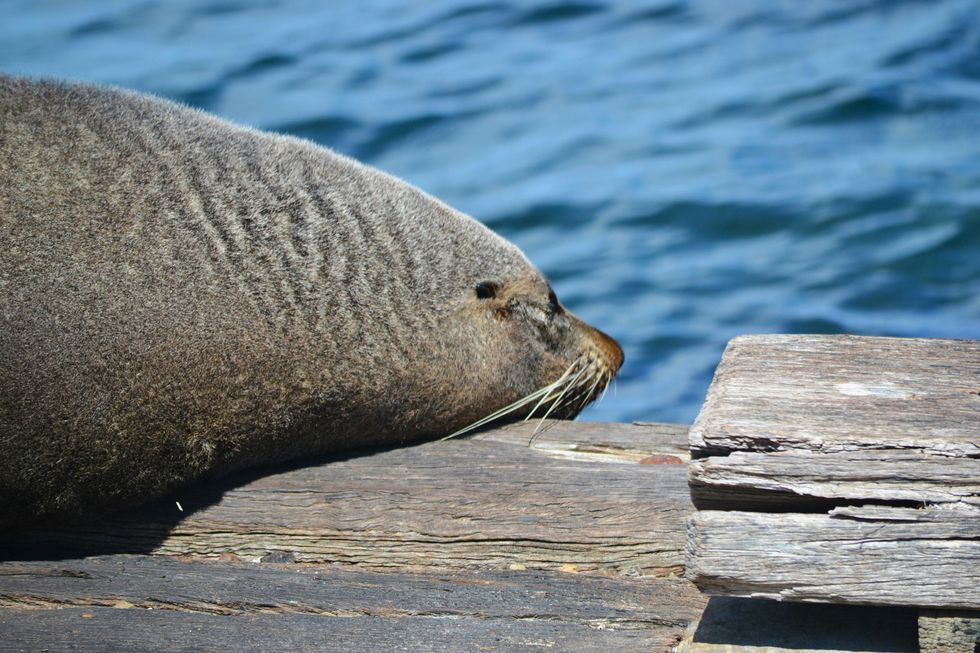 Brilliant, doctor-approved, Navy SEAL power nap technique works in ...