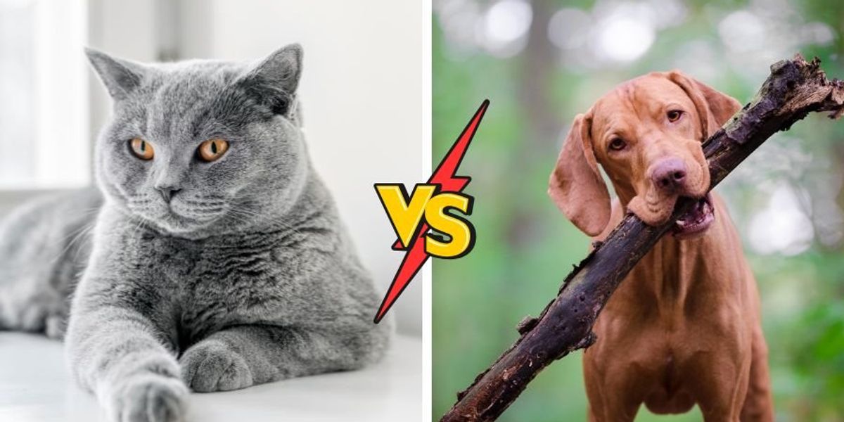 Are cats smarter than dogs? Researchers finally have an answer. - Upworthy