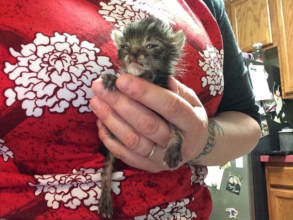 Micro Kitten Found Less than 2 Ounces, is Now Thriving - Love Meow