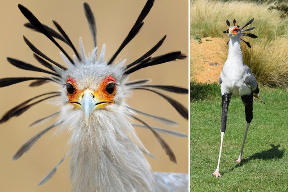 12 birds that are so odd-looking they almost don't seem real - Upworthy