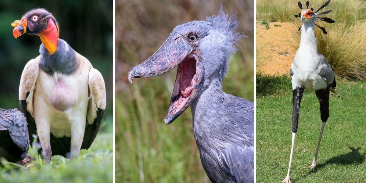 12 birds that are so odd-looking they almost don't seem real - Upworthy