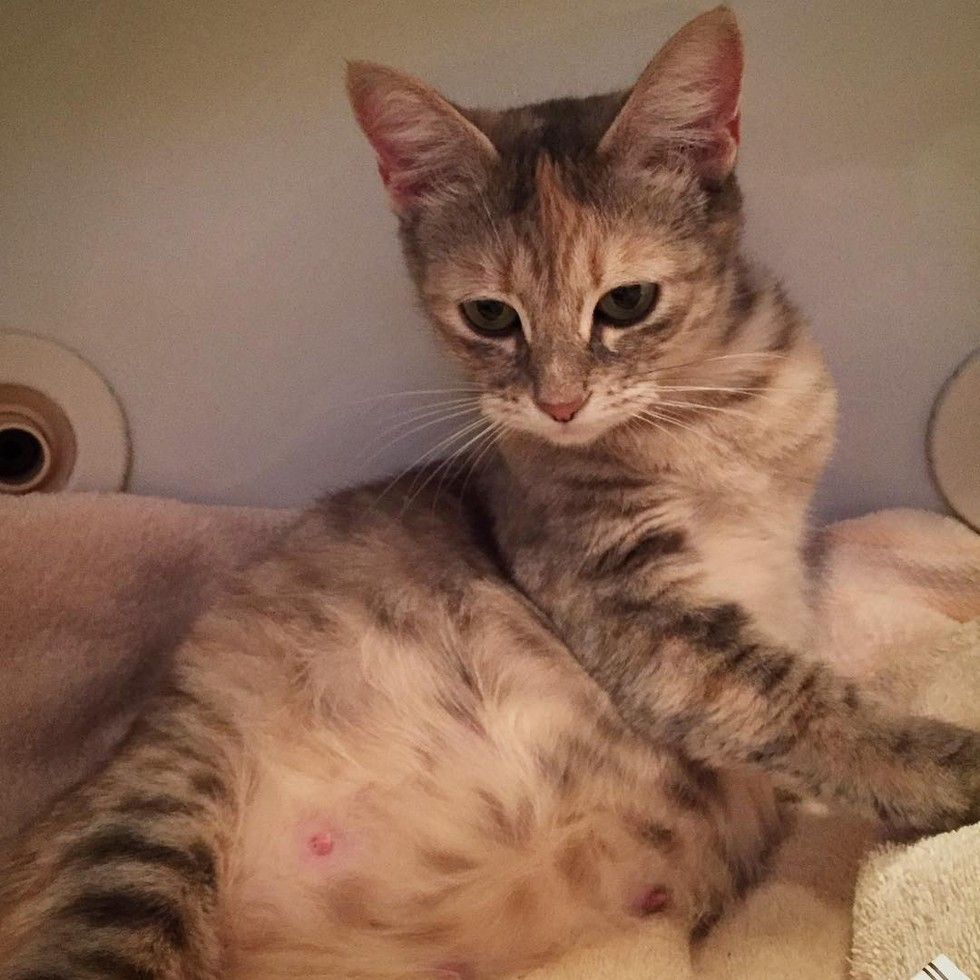 Woman Showed Frightened Pregnant Cat Love, Now She Loves Her Babies the ...